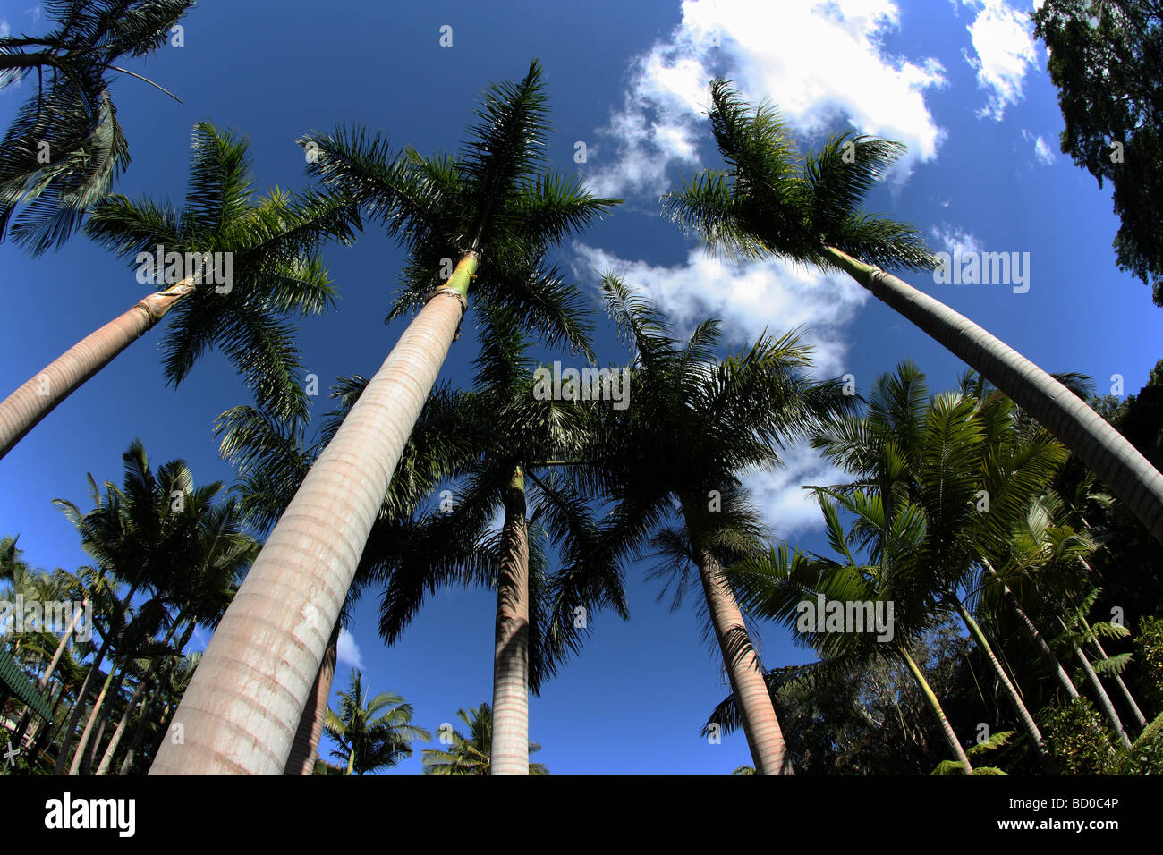 Alexander palm tree hi-res stock photography and images - Alamy