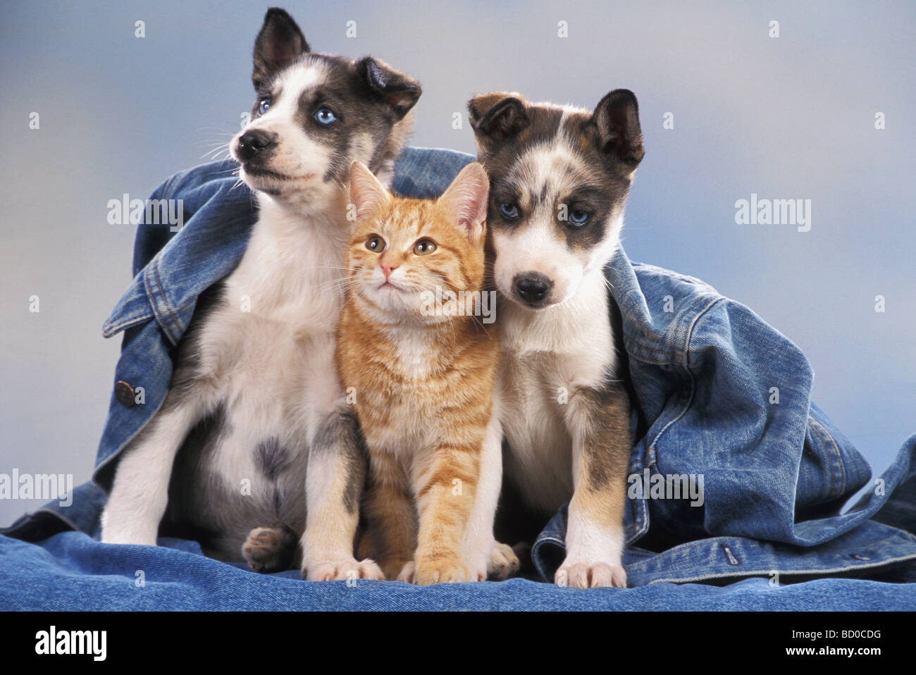 animalfriendship : two puppys with a kitten Stock Photo - Alamy