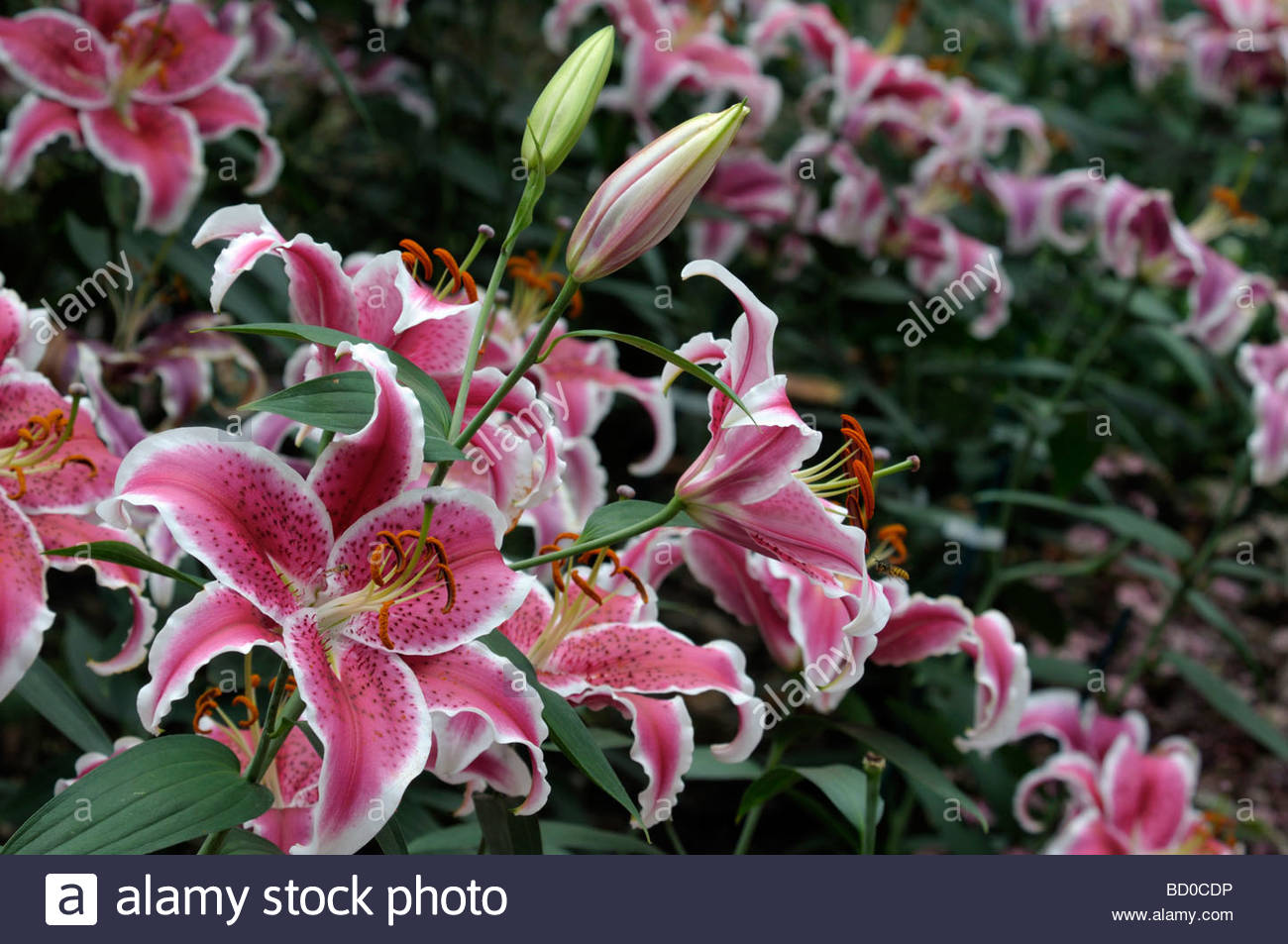 Oriental Lilies Garden Uk High Resolution Stock Photography and Images ...