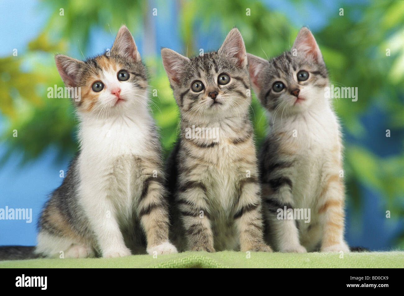 Domestic cat. Three kittens sitting next to each other Stock Photo - Alamy