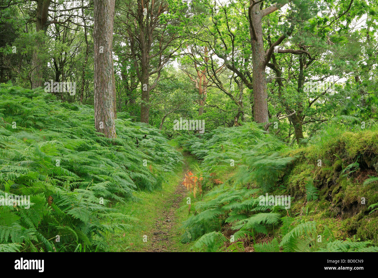 Forest path Stock Photo - Alamy
