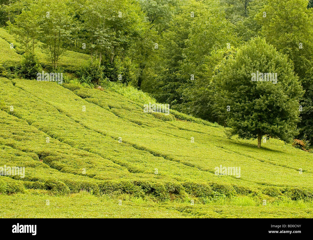Tea plants on the hills of east Turkey Stock Photo - Alamy