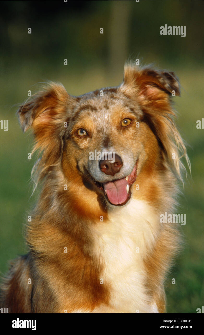 Australian sheperd dog portrait hi-res stock photography and images - Alamy