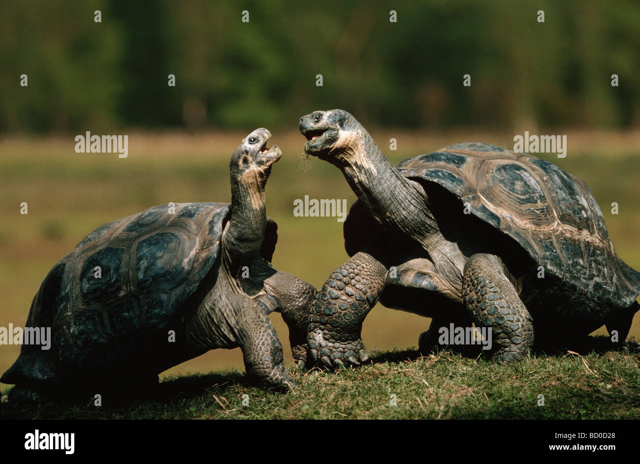 Galapagos giant tortoise, two individuals fighting Stock Photo - Alamy