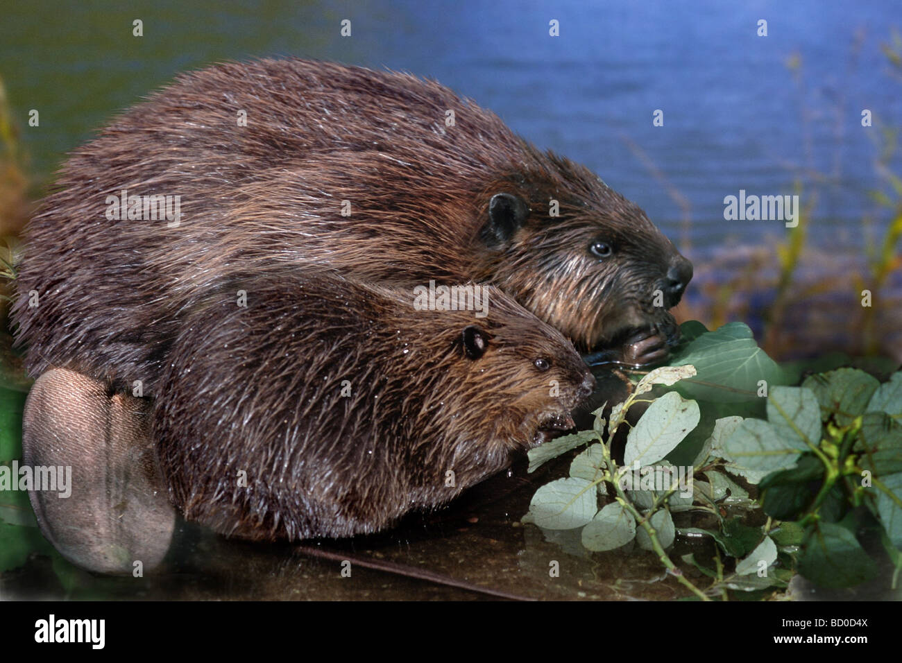 Beaver cub hi-res stock photography and images - Alamy