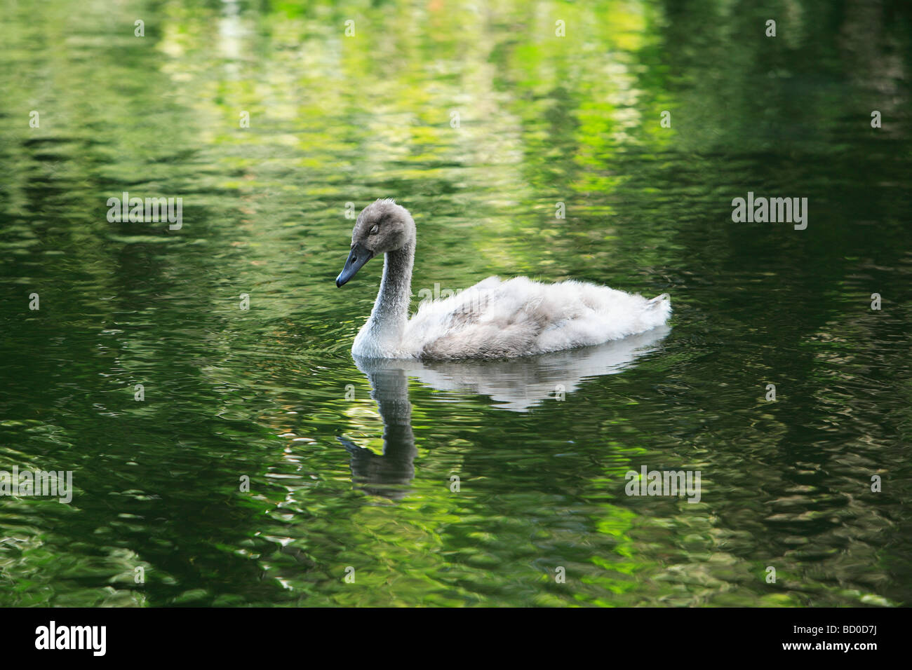 Cygnet reflection hi-res stock photography and images - Alamy
