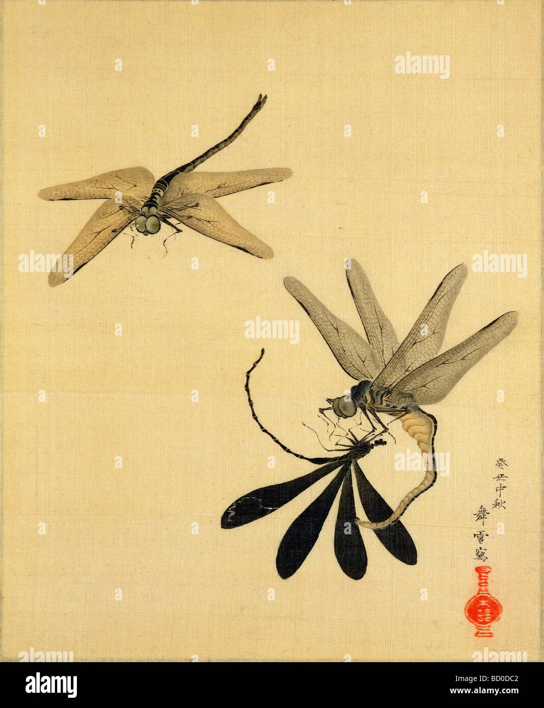 Japanese dragonfly hi-res stock photography and images - Alamy