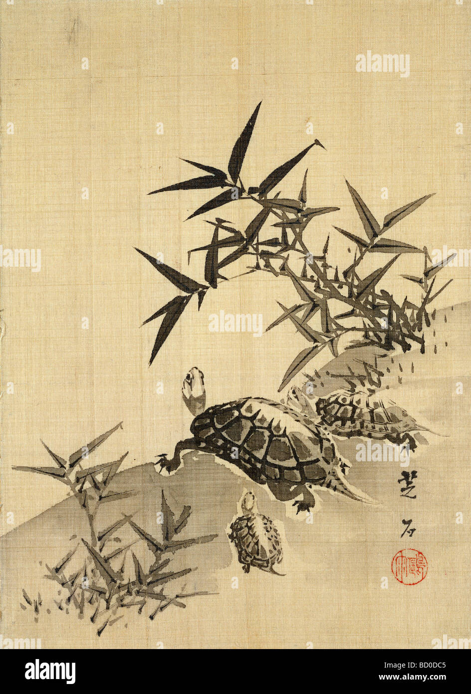 Japanese tortoises hi-res stock photography and images - Alamy