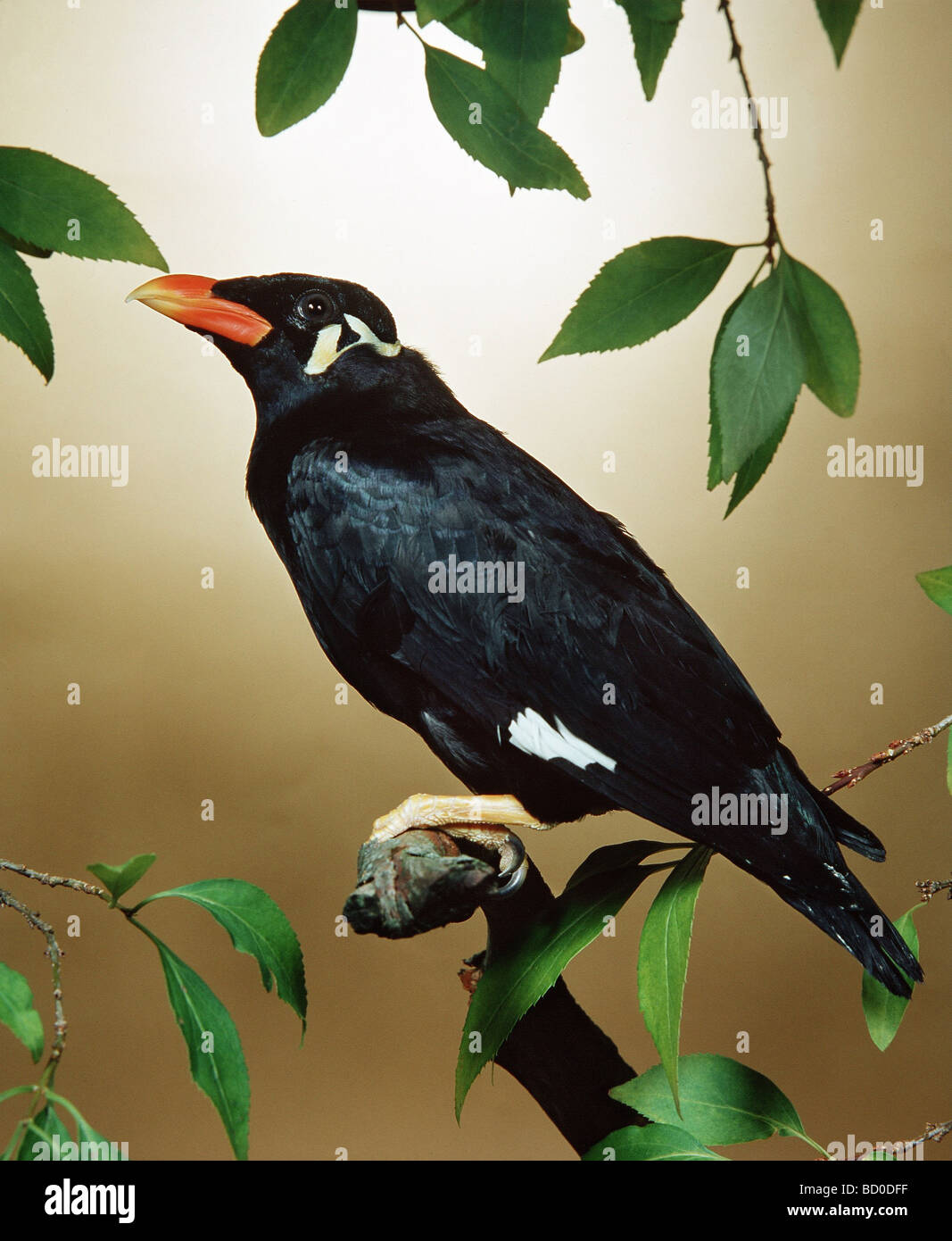 Gracula religiosa intermedia hi-res stock photography and images - Alamy