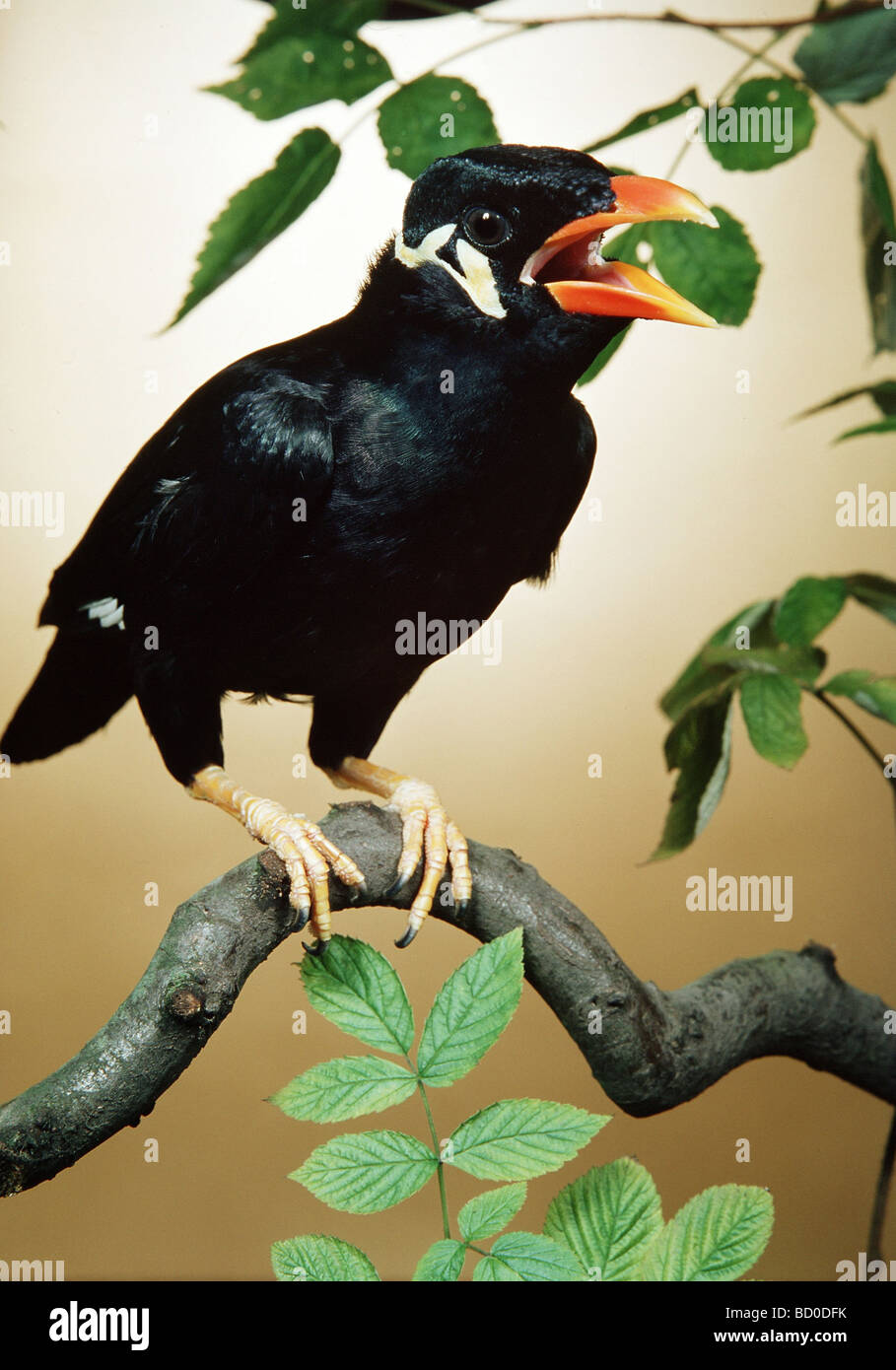 gracula religiosa / southern grackle Stock Photo - Alamy