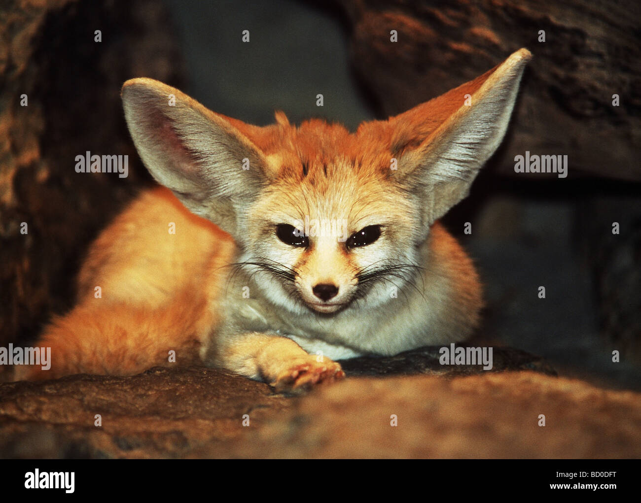vulpes zerda / fennec fox Stock Photo - Alamy