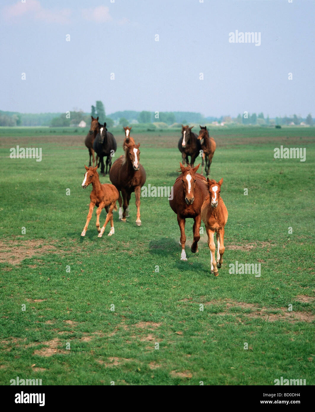 Hungarian thoroughbred horse hi-res stock photography and images - Alamy