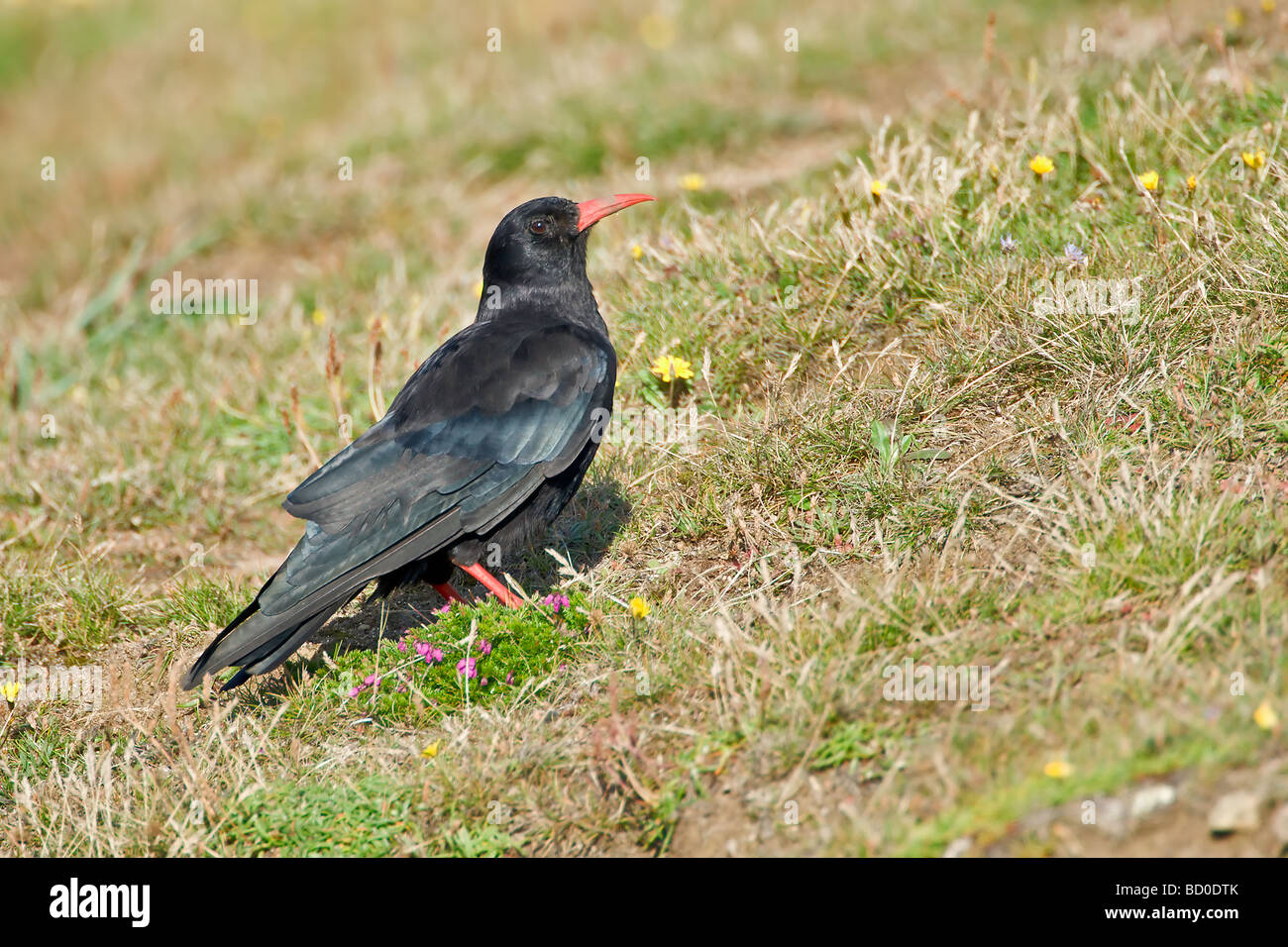Chough bird hi-res stock photography and images - Alamy
