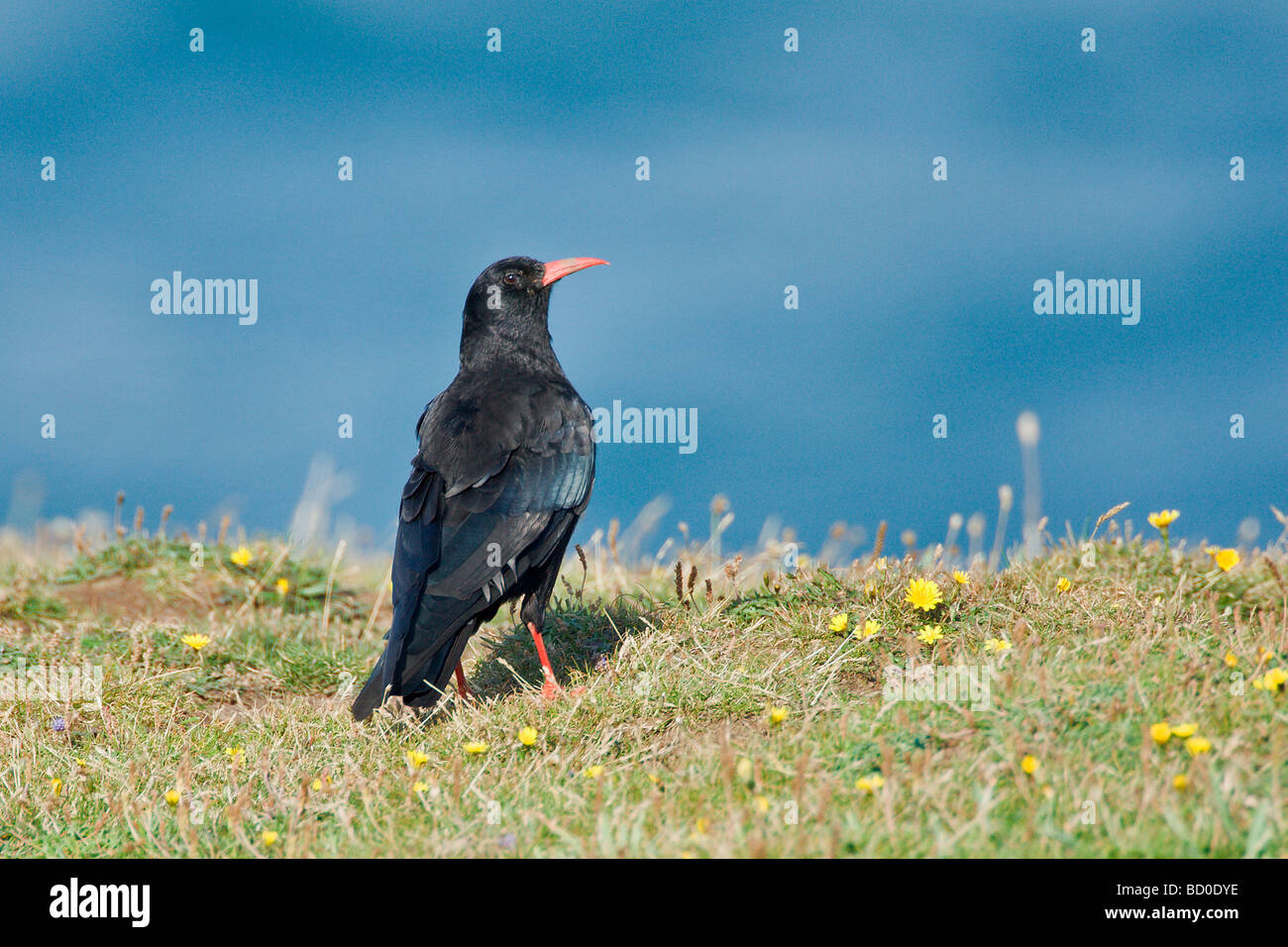 Chough bird hi-res stock photography and images - Alamy