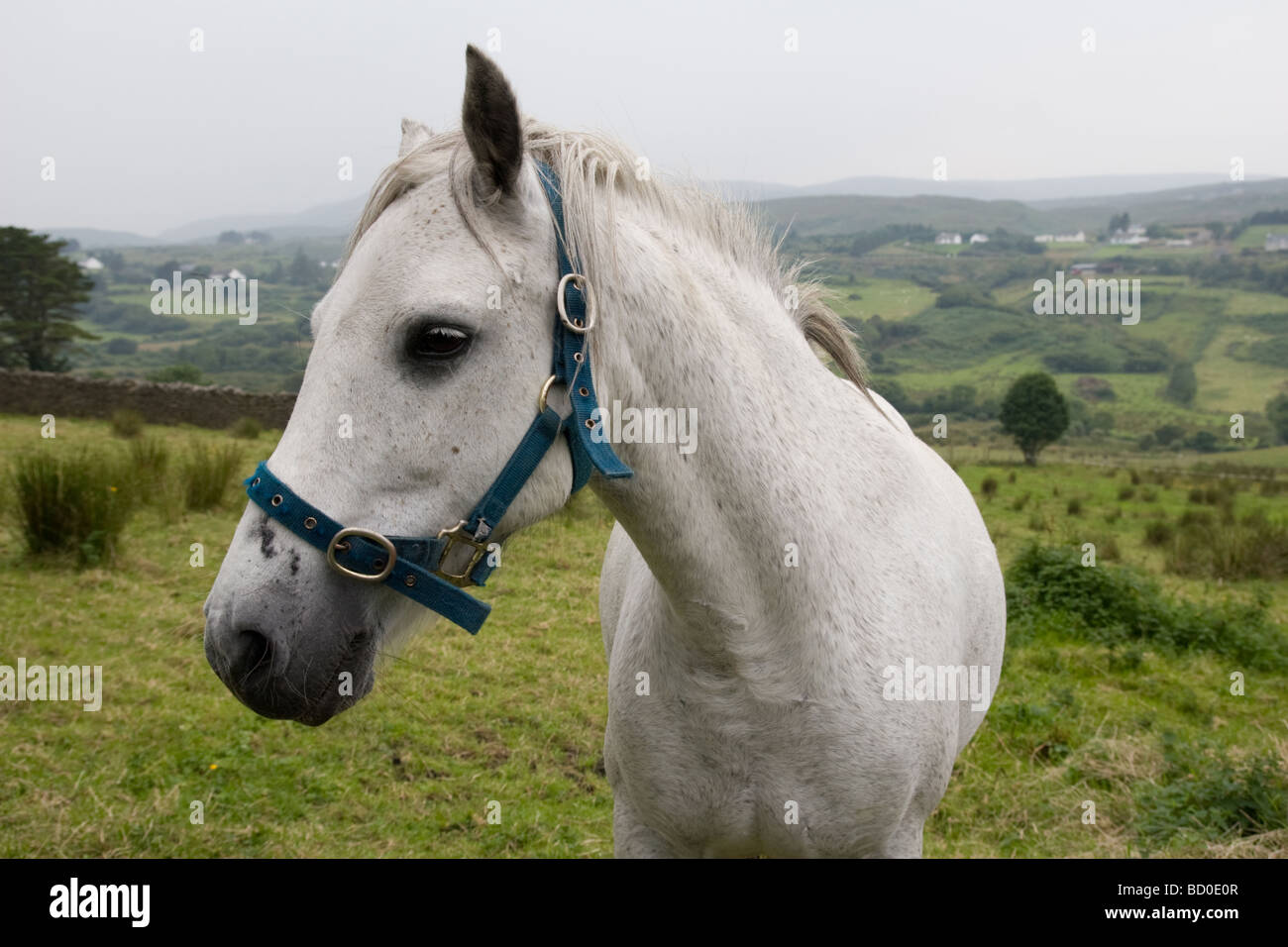 Rolling green pasture hi-res stock photography and images - Alamy