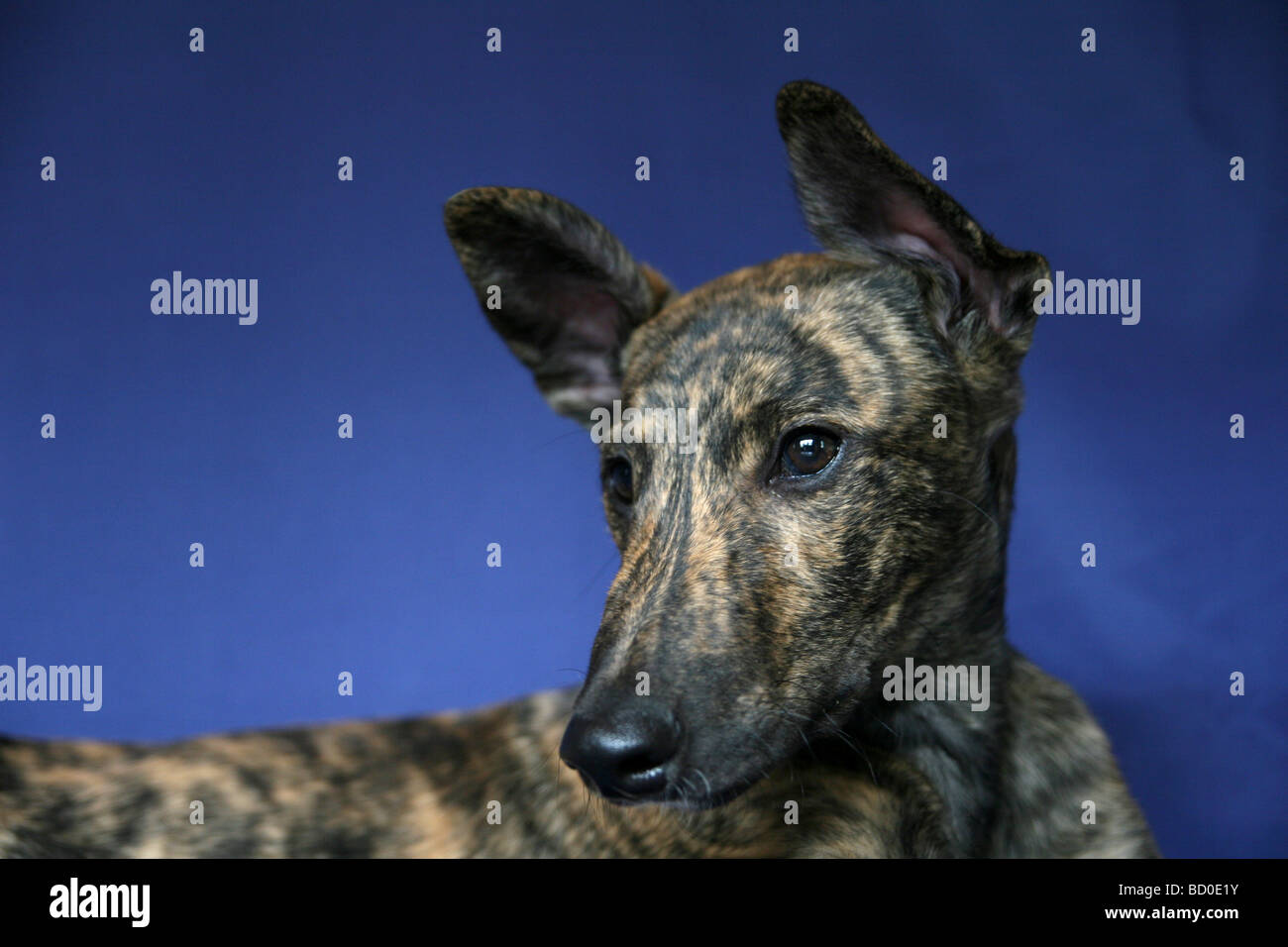 Brindle colored hi-res stock photography and images - Alamy