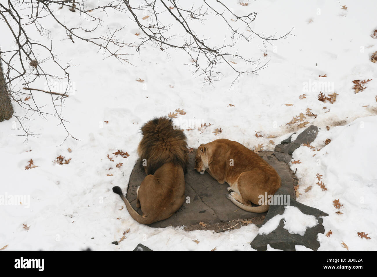 Snow Lion Stock Photos & Snow Lion Stock Images - Alamy