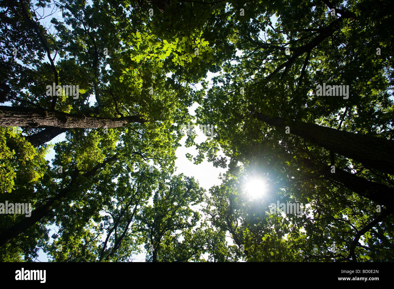 Looking up through the trees with sun light breaking through the ...