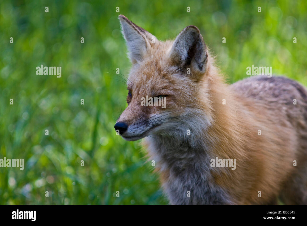 Red fox profile hi-res stock photography and images - Alamy