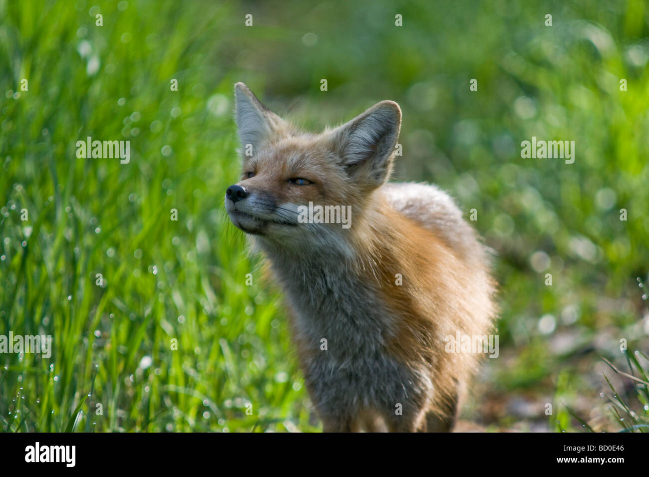 Scent of wind hi-res stock photography and images - Alamy