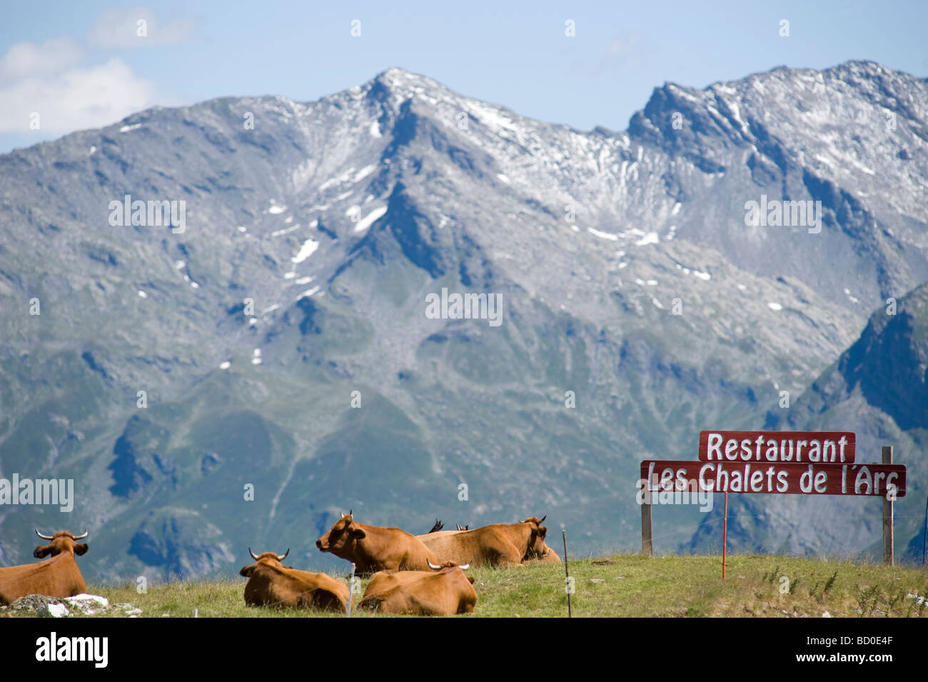 Tarine cattle on summer pasture above Les Arcs Savoie French alps Stock ...