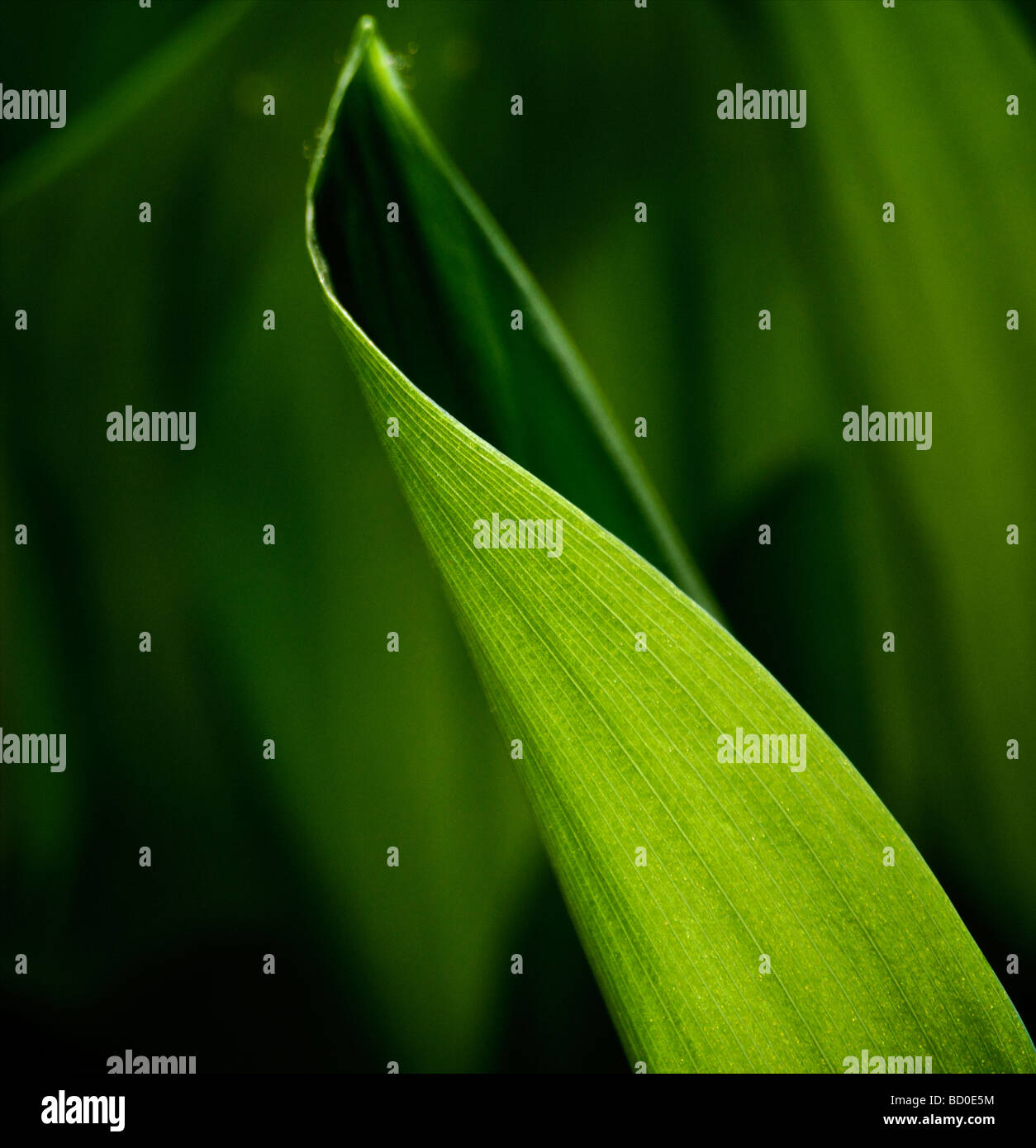 Twisting green leaves hi-res stock photography and images - Alamy