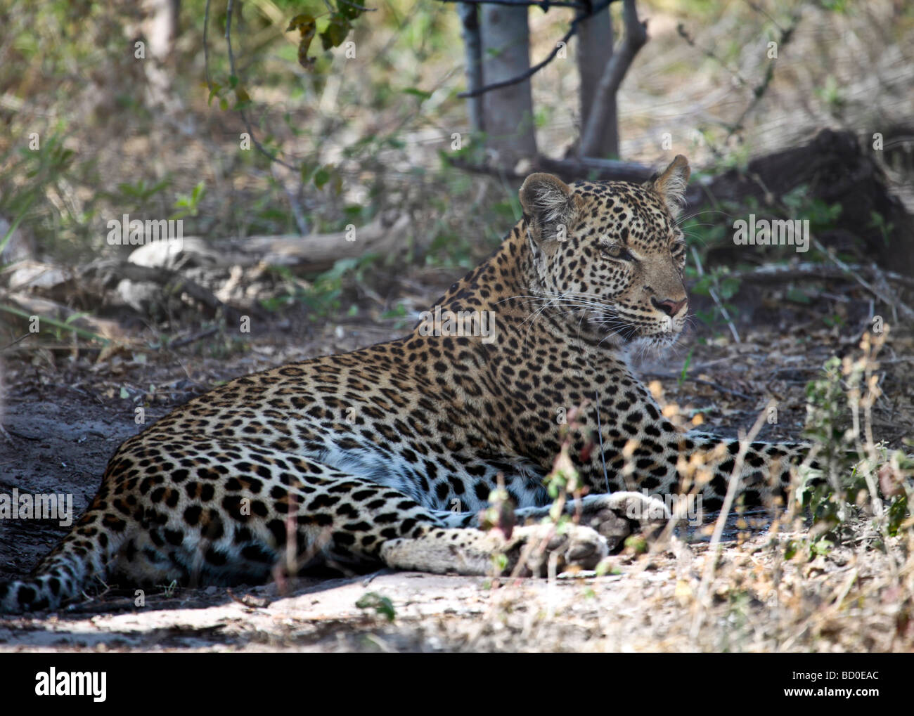 Female leopard sitting under a shady bush in the Savute/Savuti area of ...