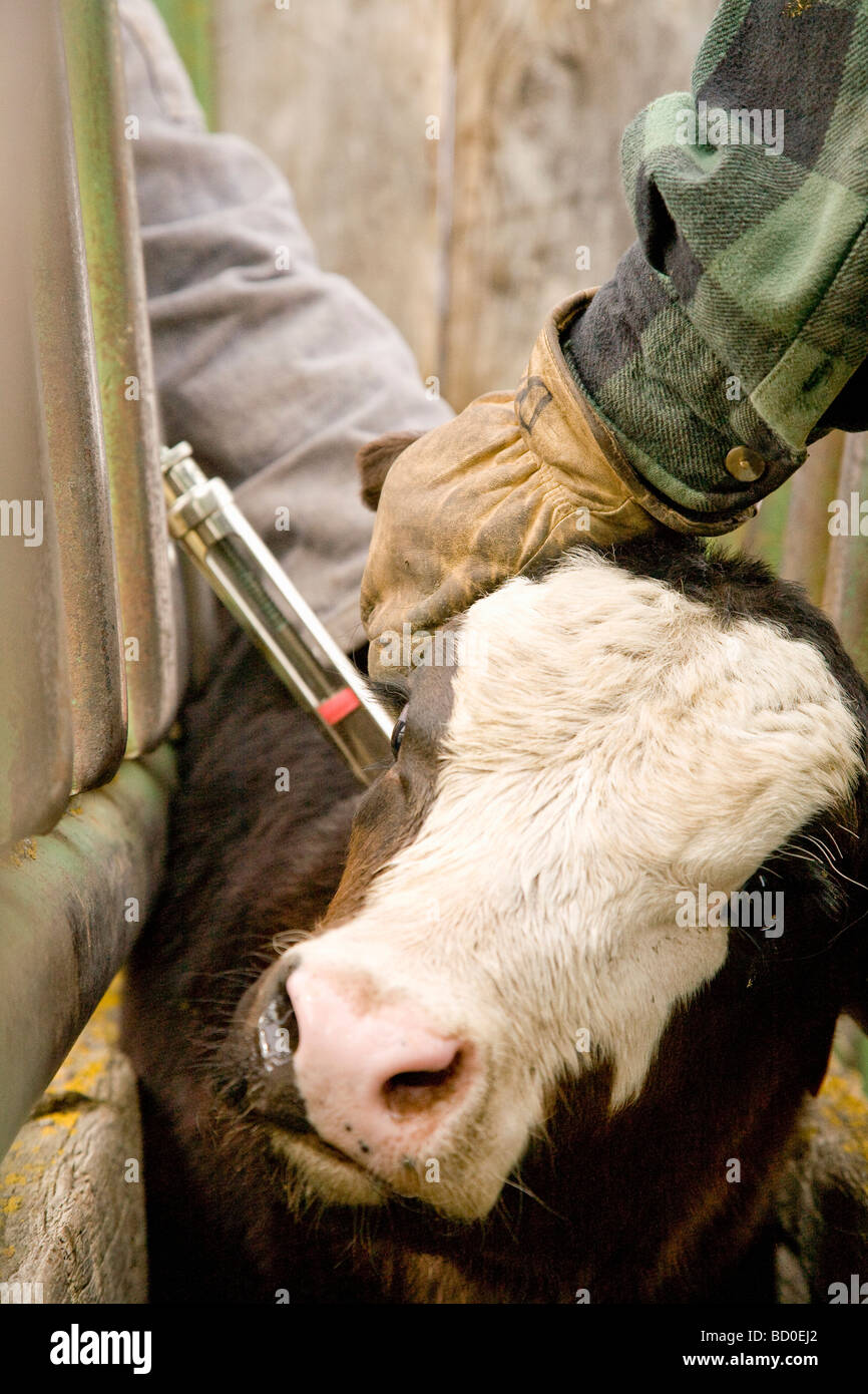 Cow hormone injection hi-res stock photography and images - Alamy