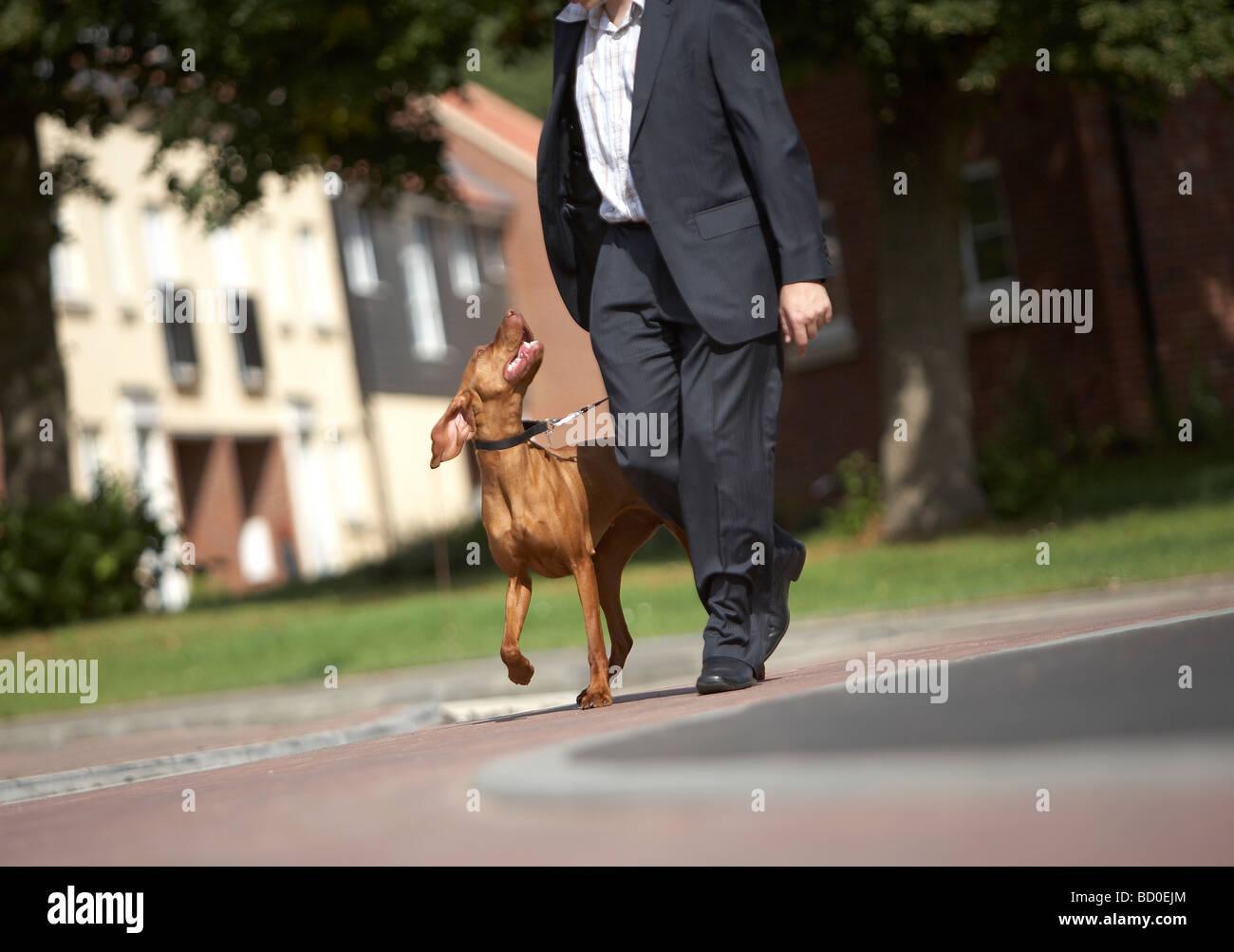 BUSINESSMAN WALKING DOG Stock Photo - Alamy
