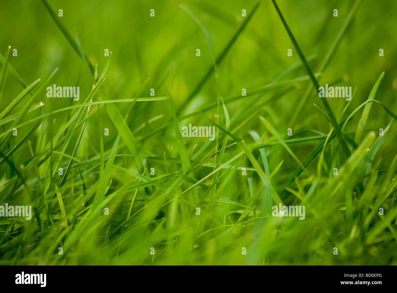 Close up of grass Stock Photo - Alamy