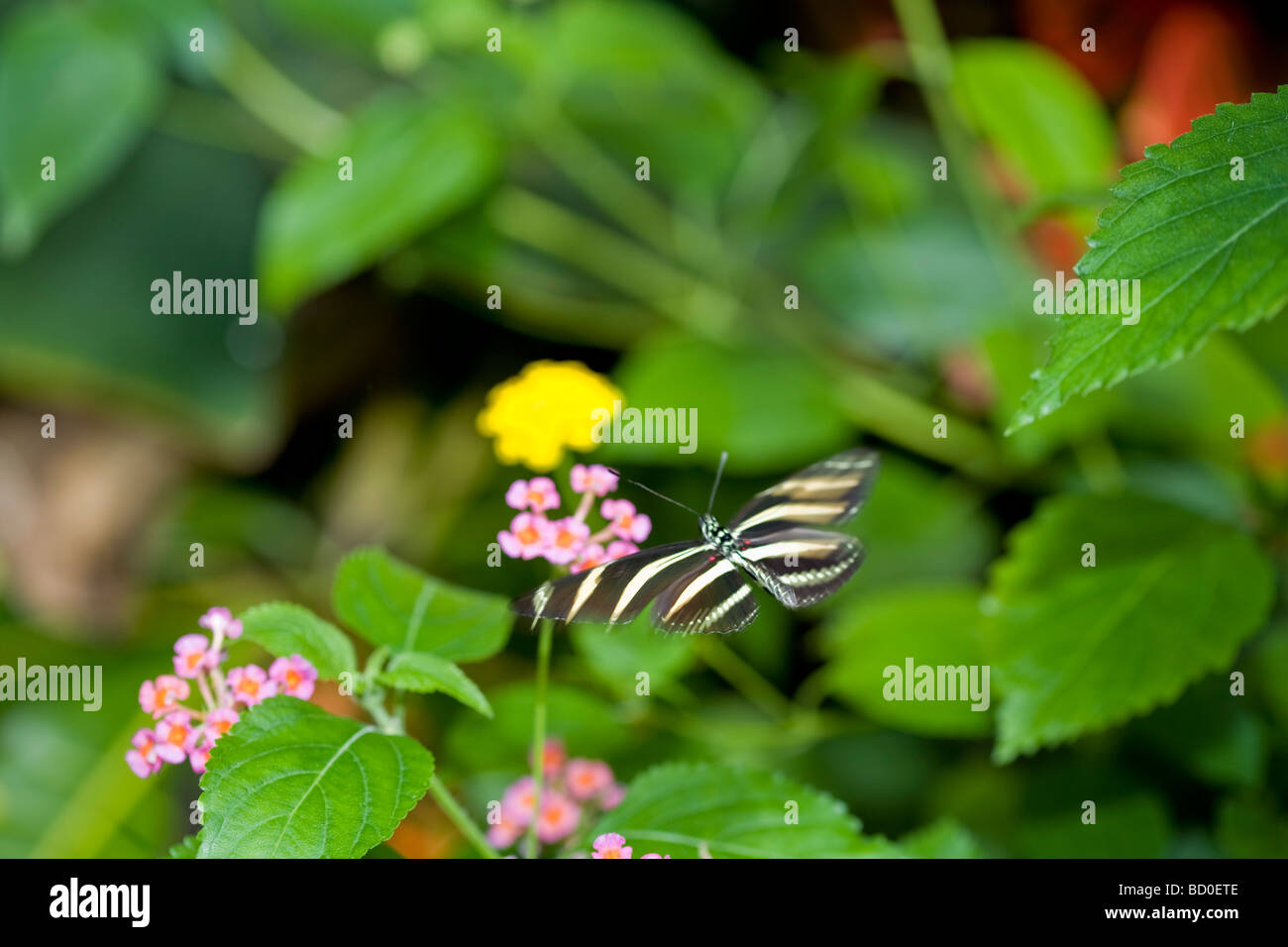 Zebra Butterfly, (Heliconius charitonia) Central and South America ...