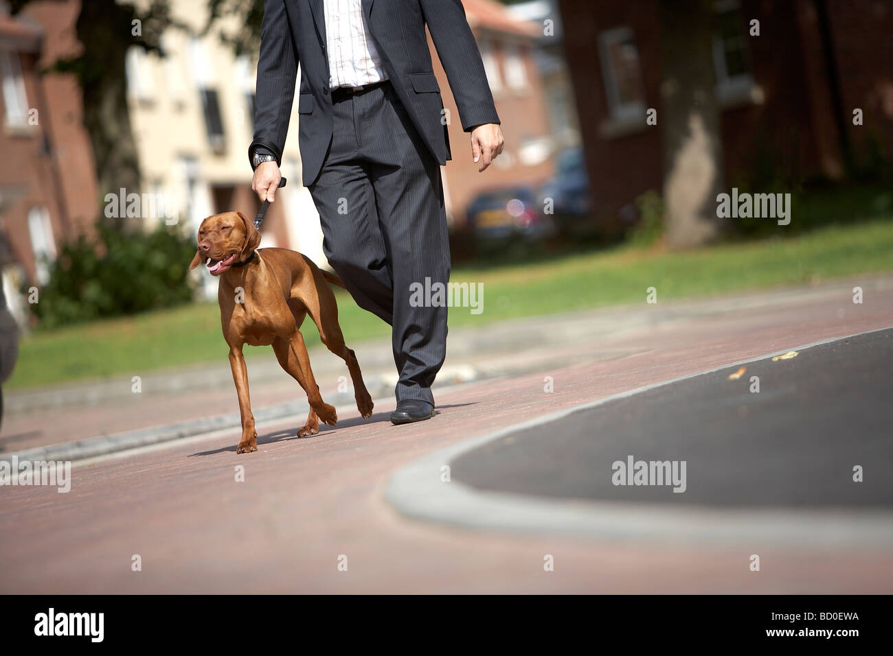 BUSINESSMAN WALKING DOG Stock Photo - Alamy
