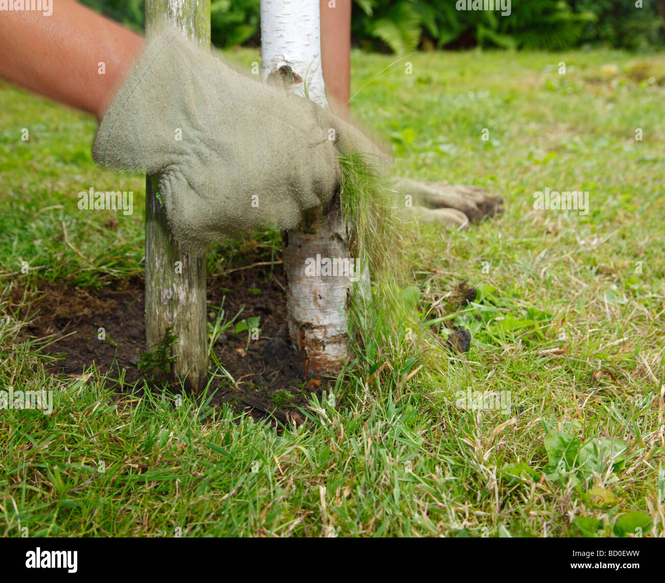 Weeding by hand hi-res stock photography and images - Alamy