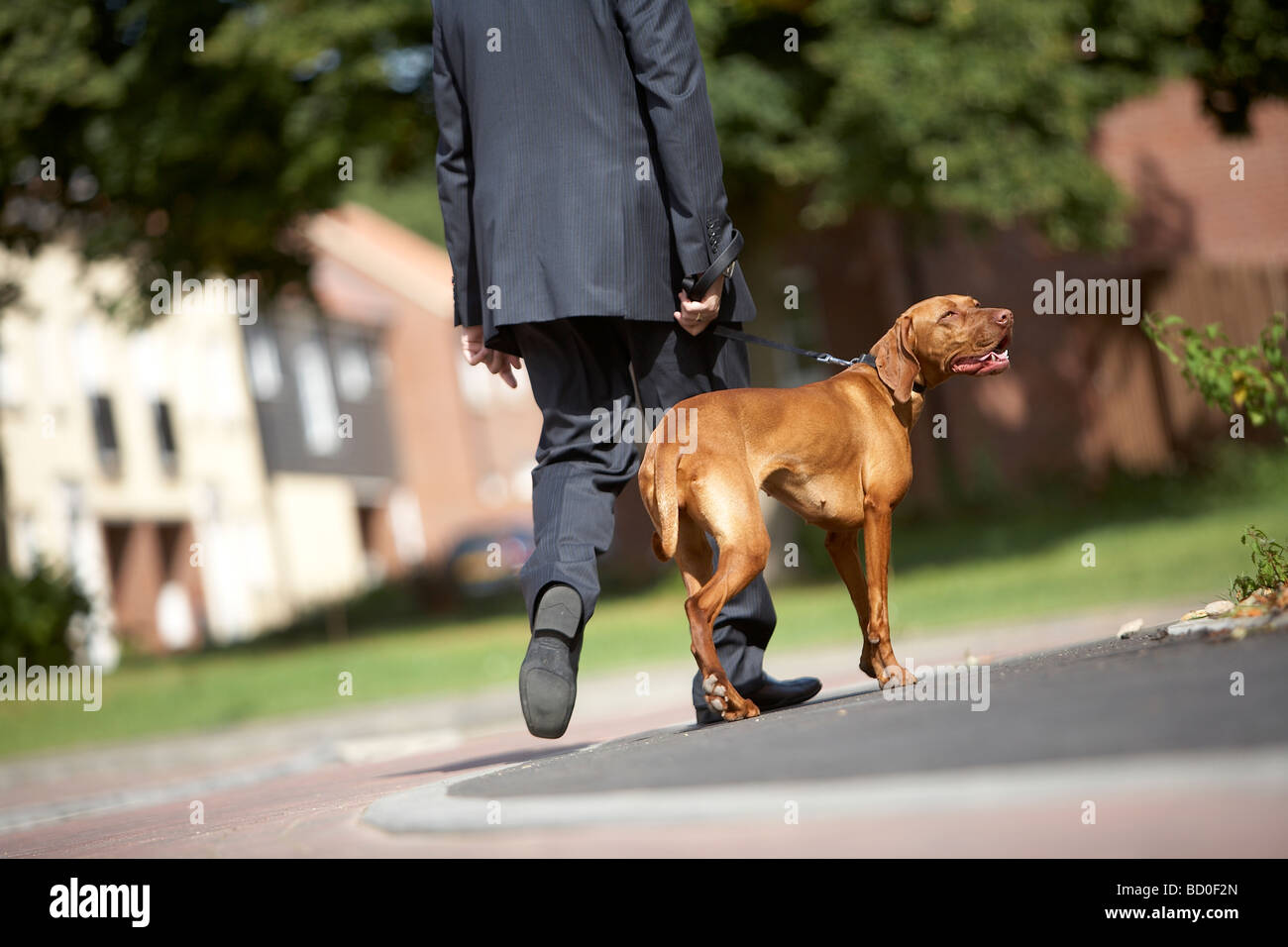 BUSINESSMAN WALKING DOG Stock Photo - Alamy