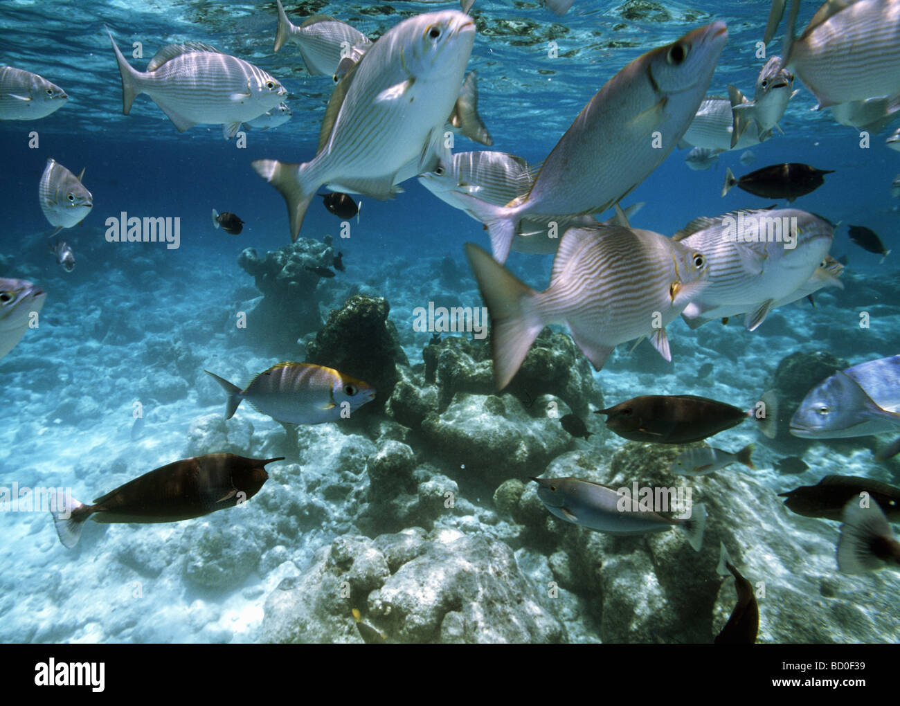 reef fish underwater Stock Photo - Alamy