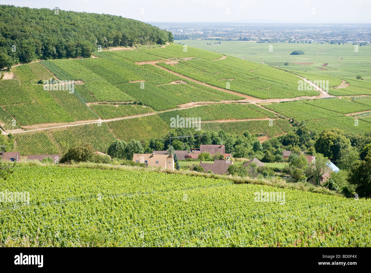 Vineyards below the Bois de Corton, Pernand Vergelesses, Burgundy ...