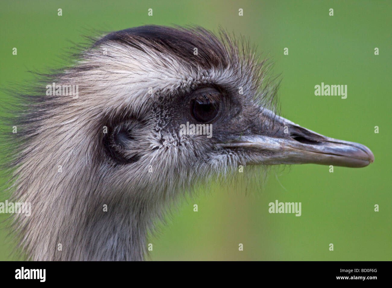 Greater Rhea (rhea americana Stock Photo - Alamy