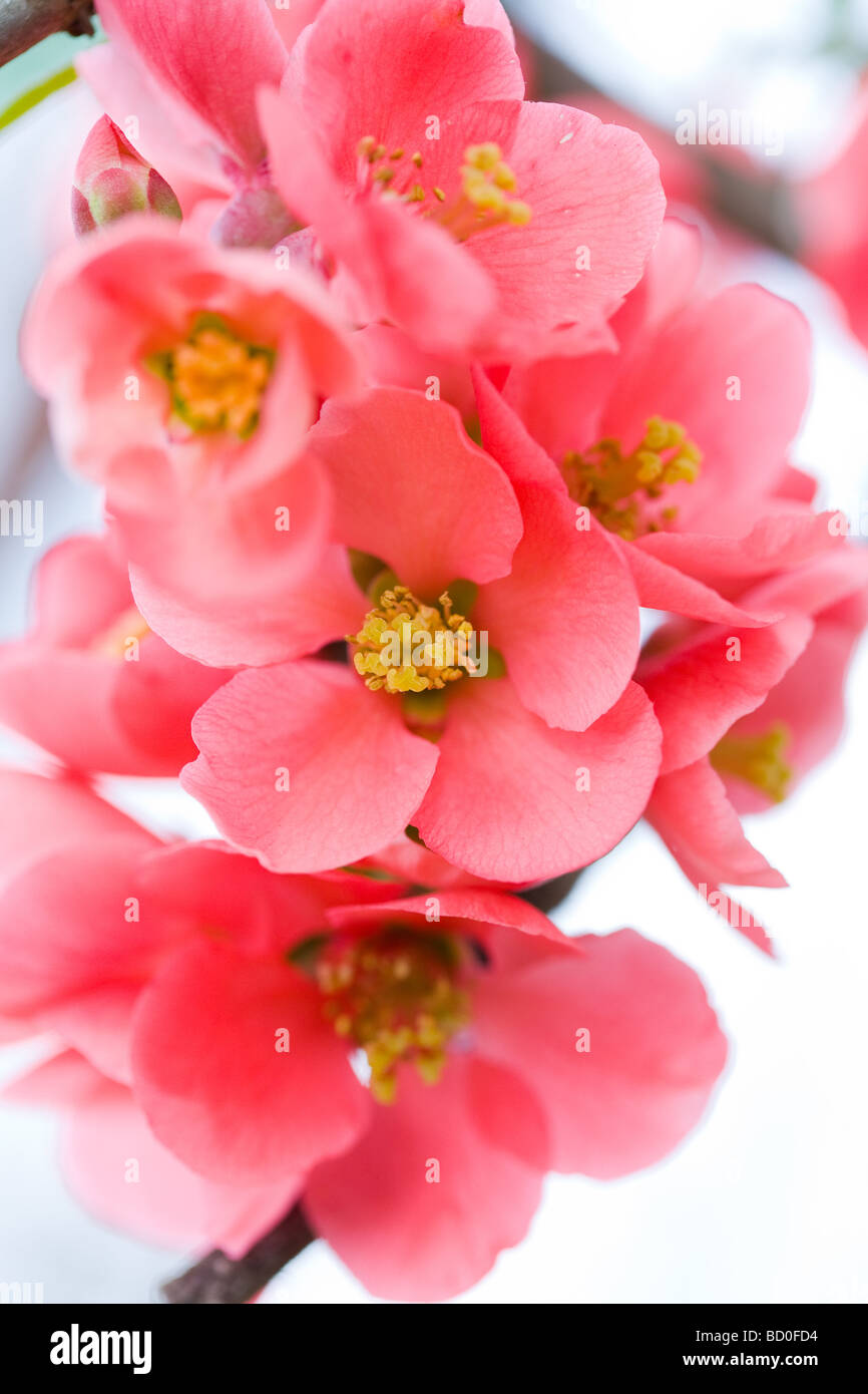 Japanese flowering quince hi-res stock photography and images - Alamy