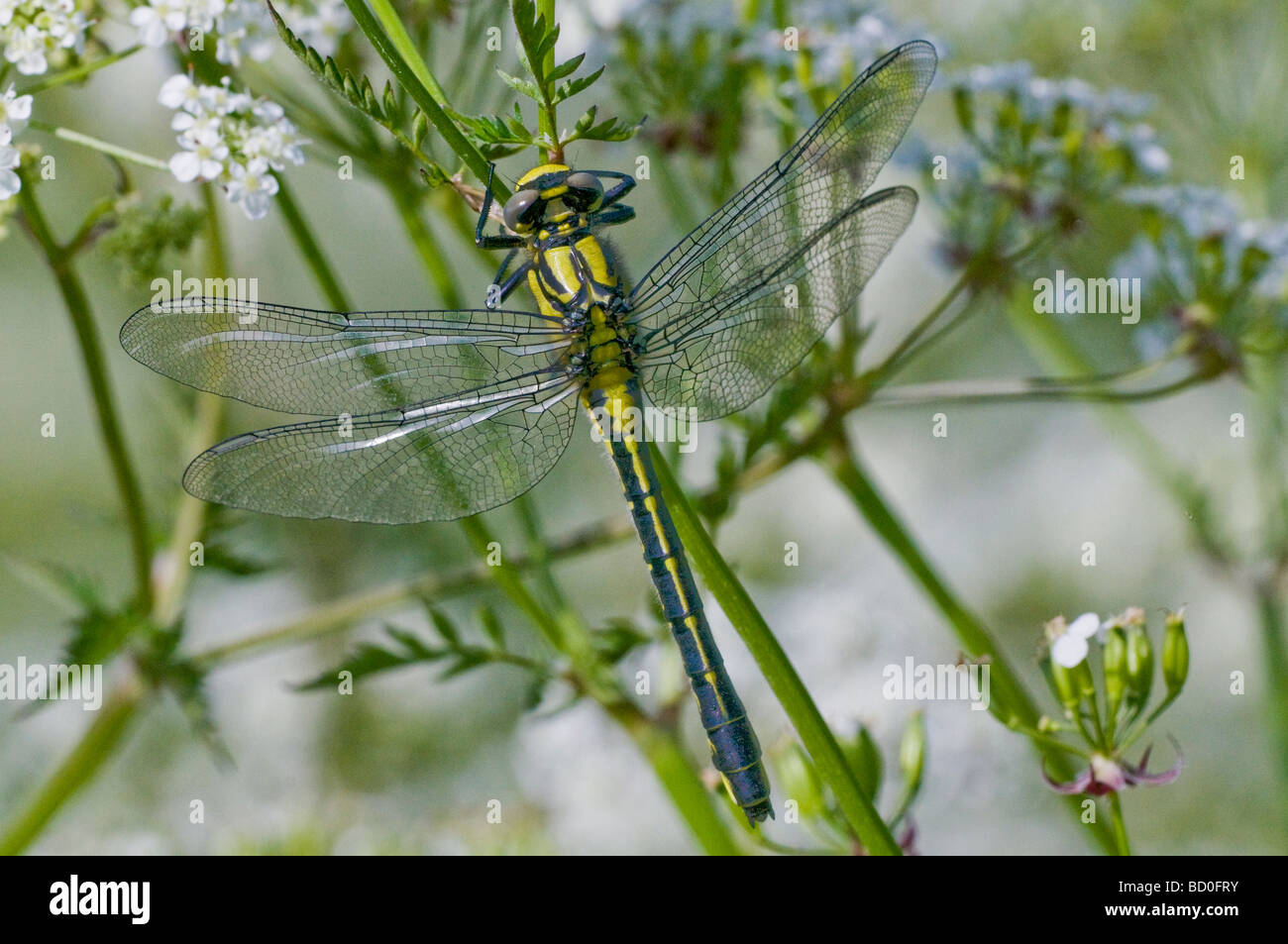 Club Tailed Dragonfly. Gomphus vulgatissimus in Habitat which was by ...