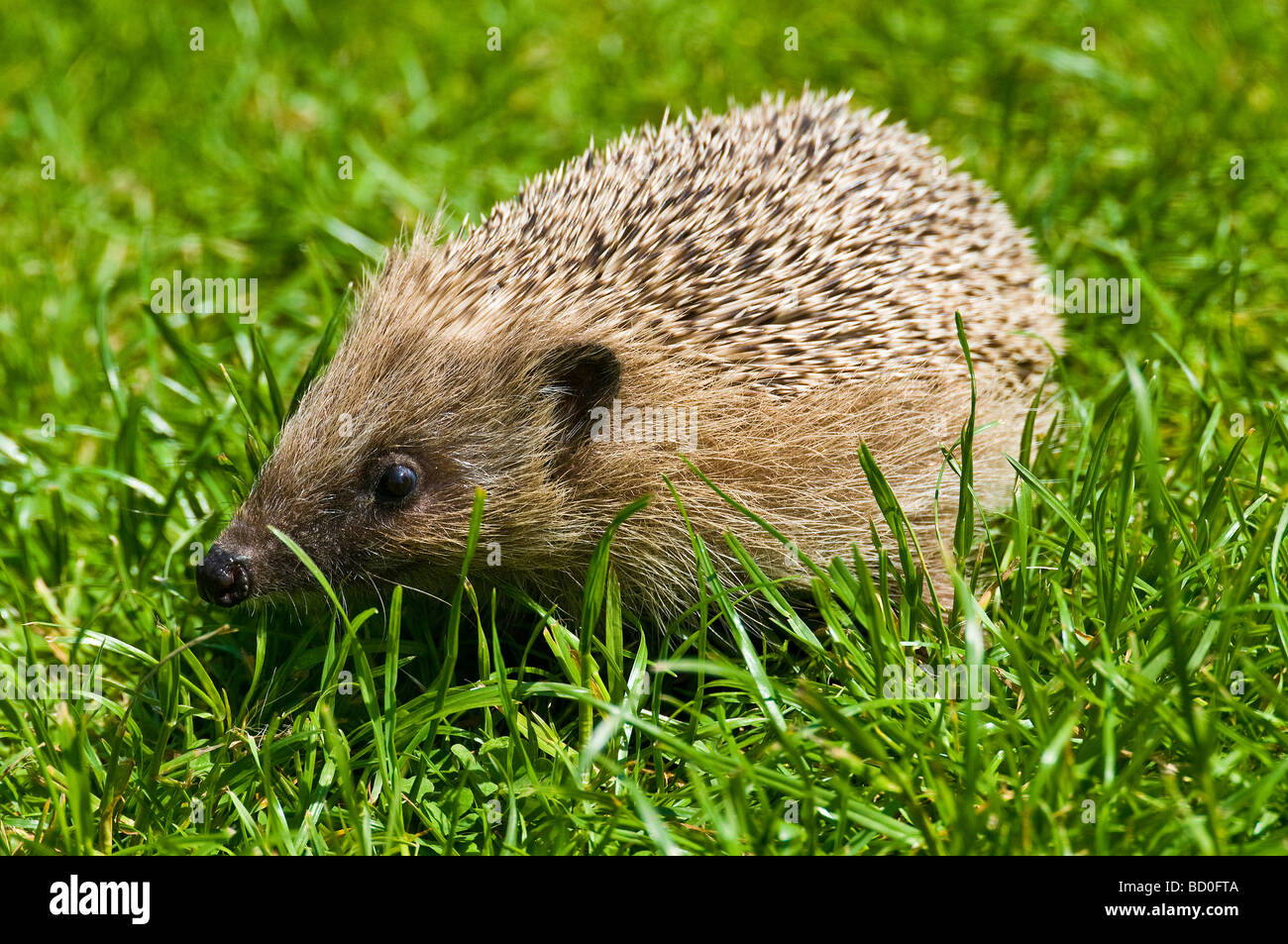 Grow more houses hi-res stock photography and images - Alamy