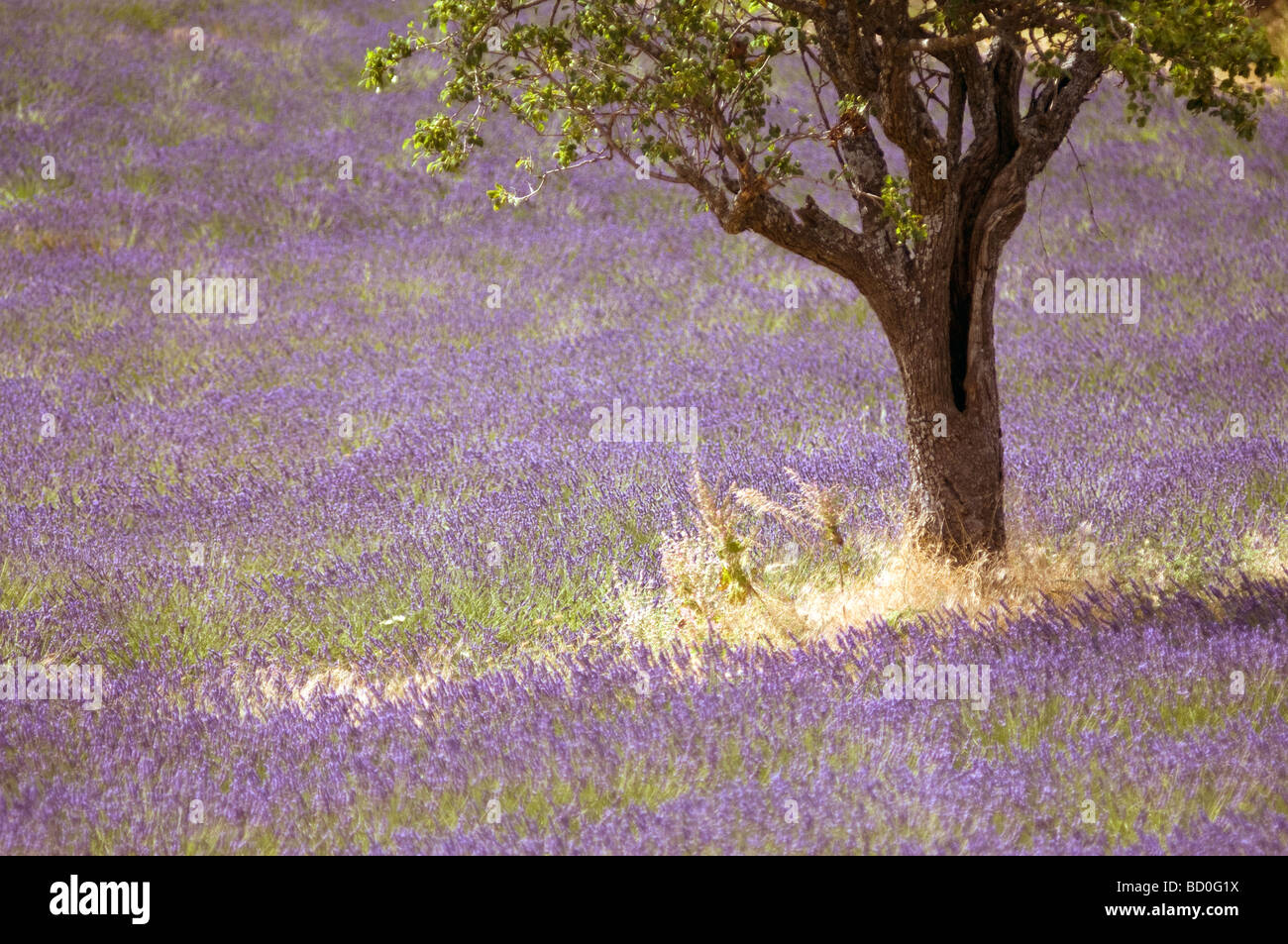 Lavender tree hi-res stock photography and images - Alamy