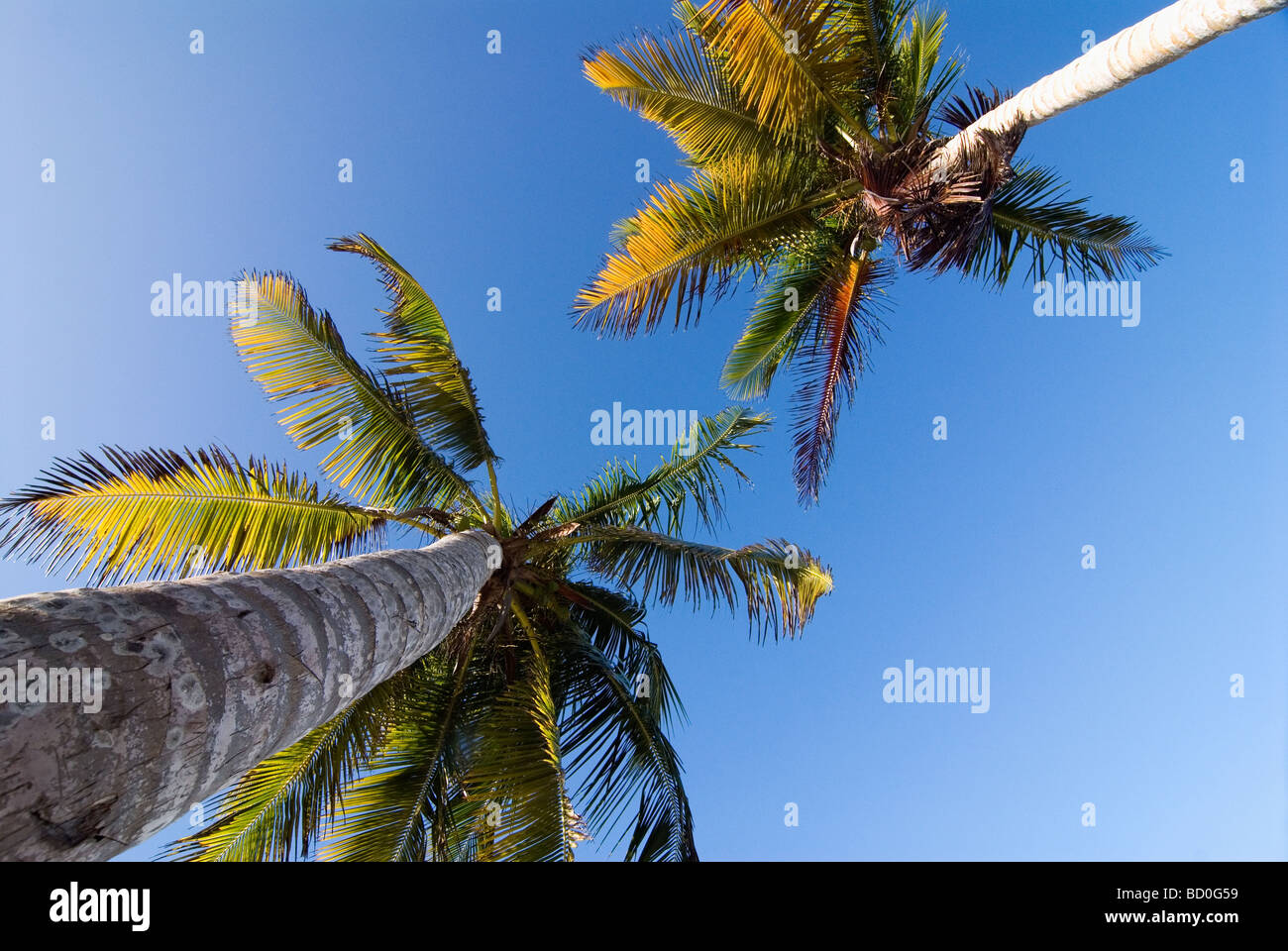 Palm trees venezuela hi-res stock photography and images - Alamy