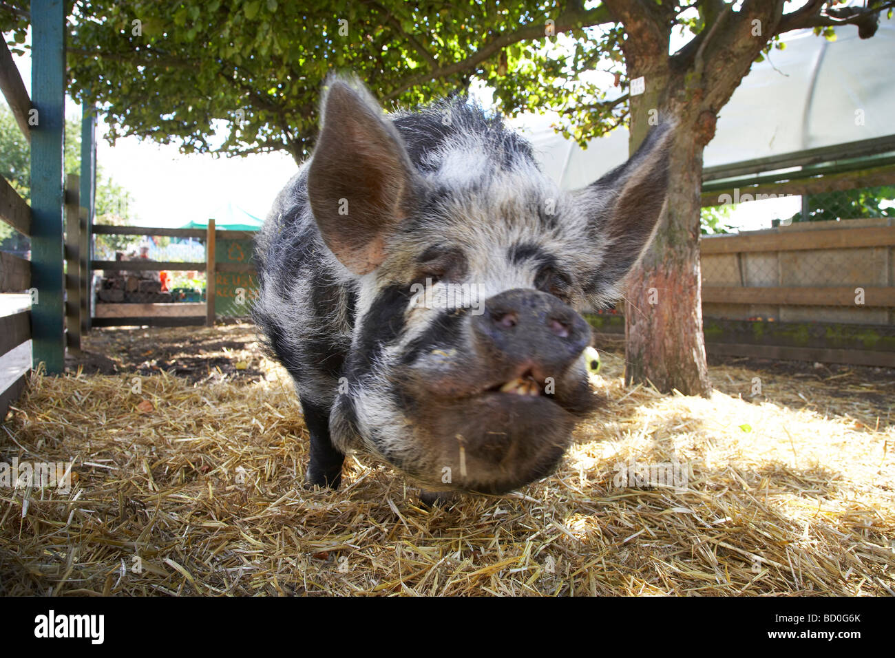 Black and white hairy pig in a pen at a city farm Stock Photo - Alamy