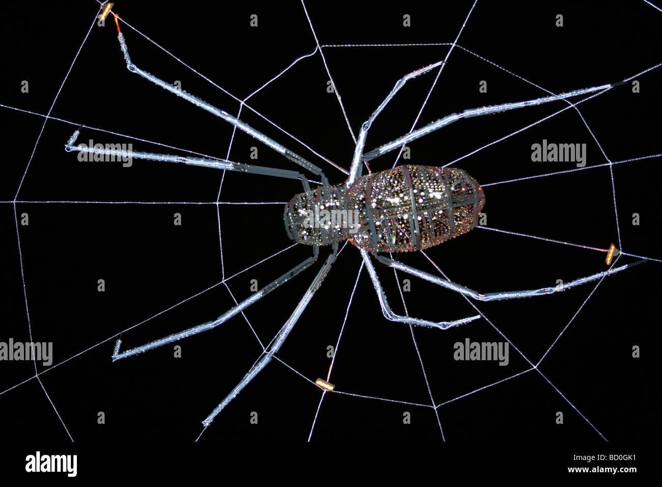Spider wiring hi-res stock photography and images - Alamy