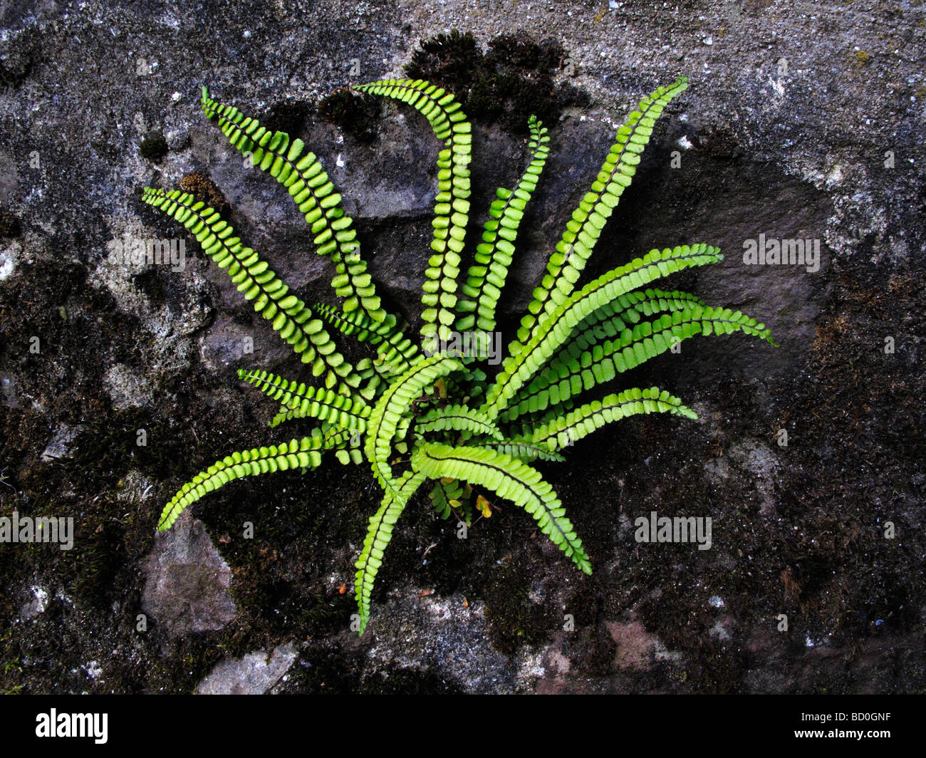 Small Fern High Resolution Stock Photography and Images - Alamy