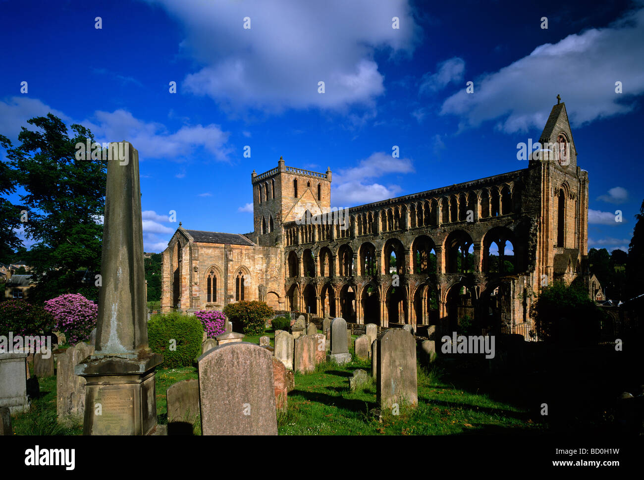 A late summer evening view of Jedburgh Abbey, Jedburgh, Scottish ...