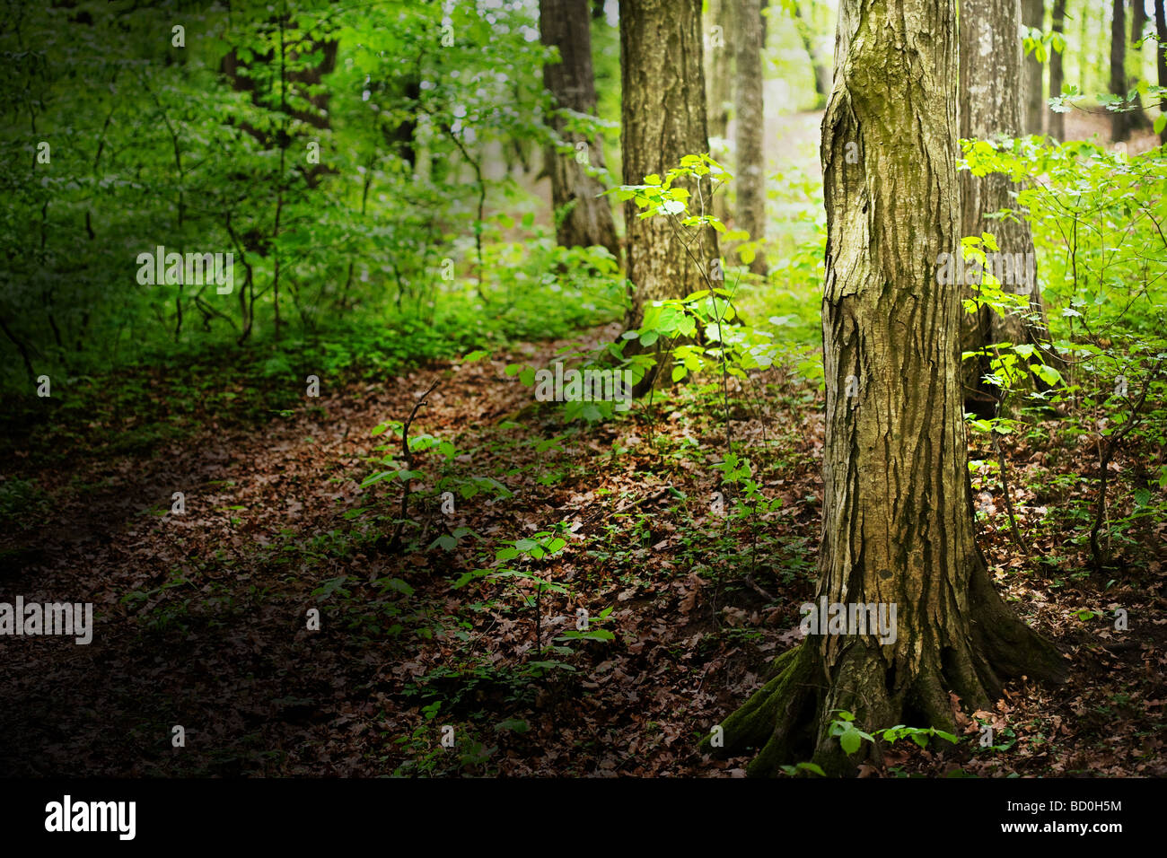 Sun rays through the trees in a forest Stock Photo - Alamy