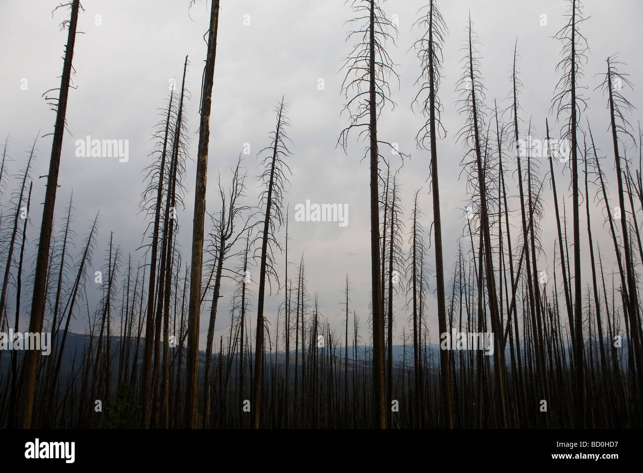 Dead burnt fir trees on the site of one of Yellowstone National Park s ...