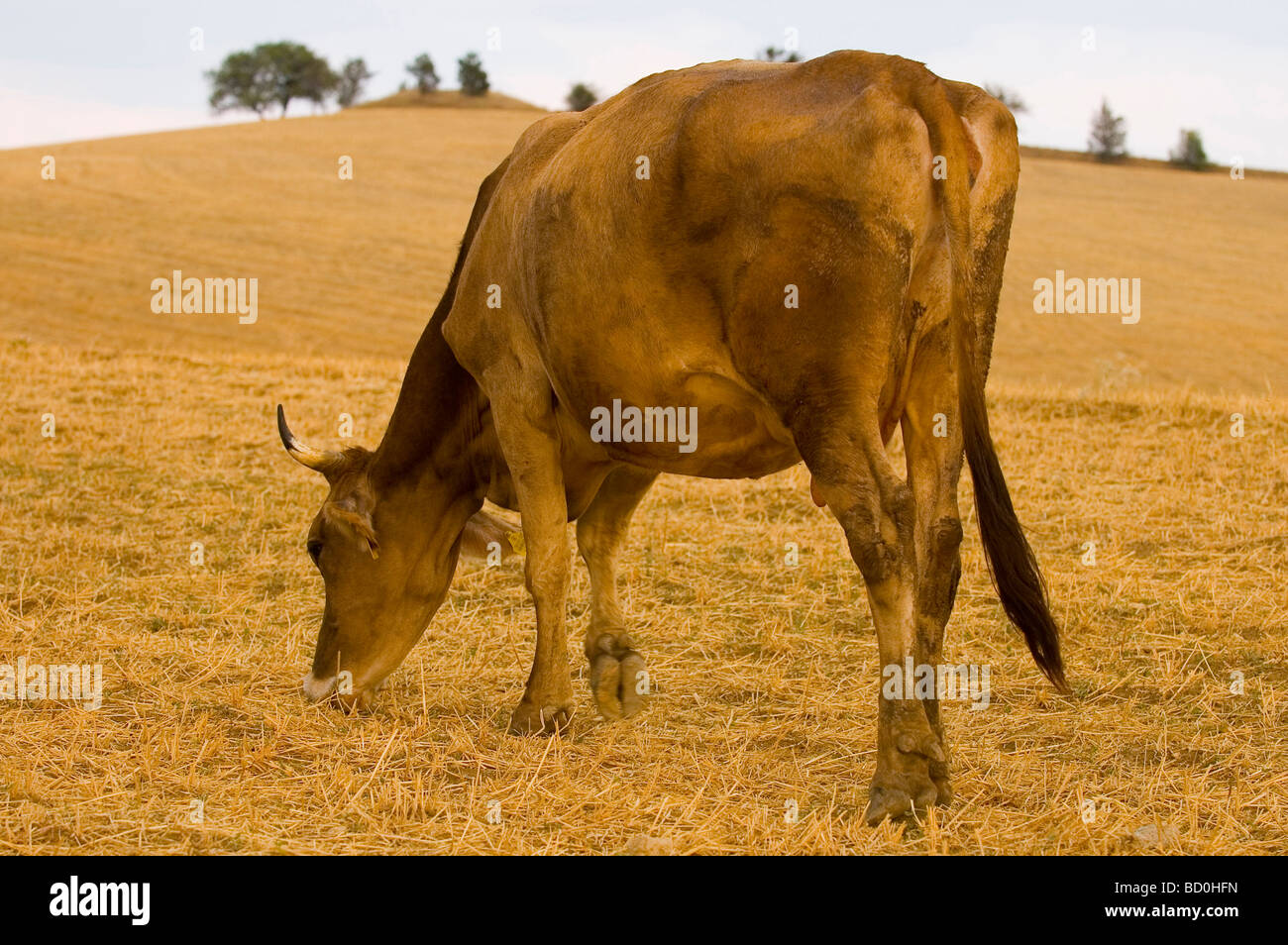 Cow on a hill in the Turkish countryside Stock Photo - Alamy
