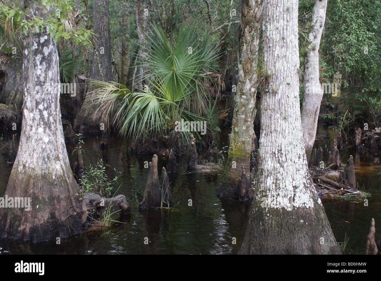 Trees in a Florida stream Stock Photo - Alamy